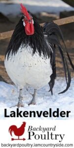 Lakenvelder Chicken - Breed Profile - Backyard Poultry